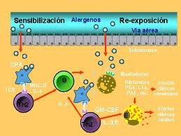 Apuntes Médicos: MEDIADORES QUÍMICOS DE LA INFLAMACIÓN