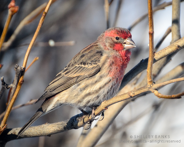 Prairie Nature: House Finches: scarlet and brown feeder birds