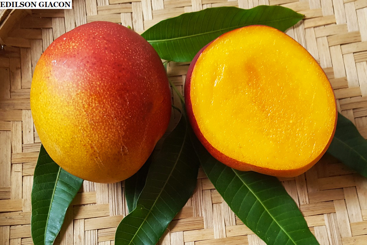 Viveiro Ciprest - Plantas Nativas e Exóticas: Manga Haden ( Mangifera ...