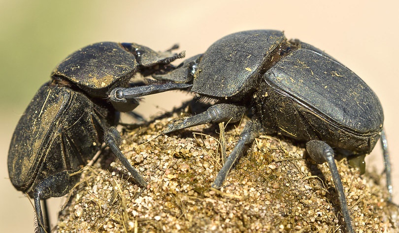 Are Dung Beetles Dangerous Where Are Dung Beetles Found are-dung-beetles-dangerous-where-are-dung-beetles-found