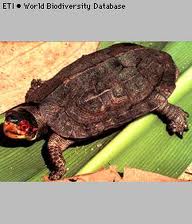 Reptile Research and Conservation Trust Of India