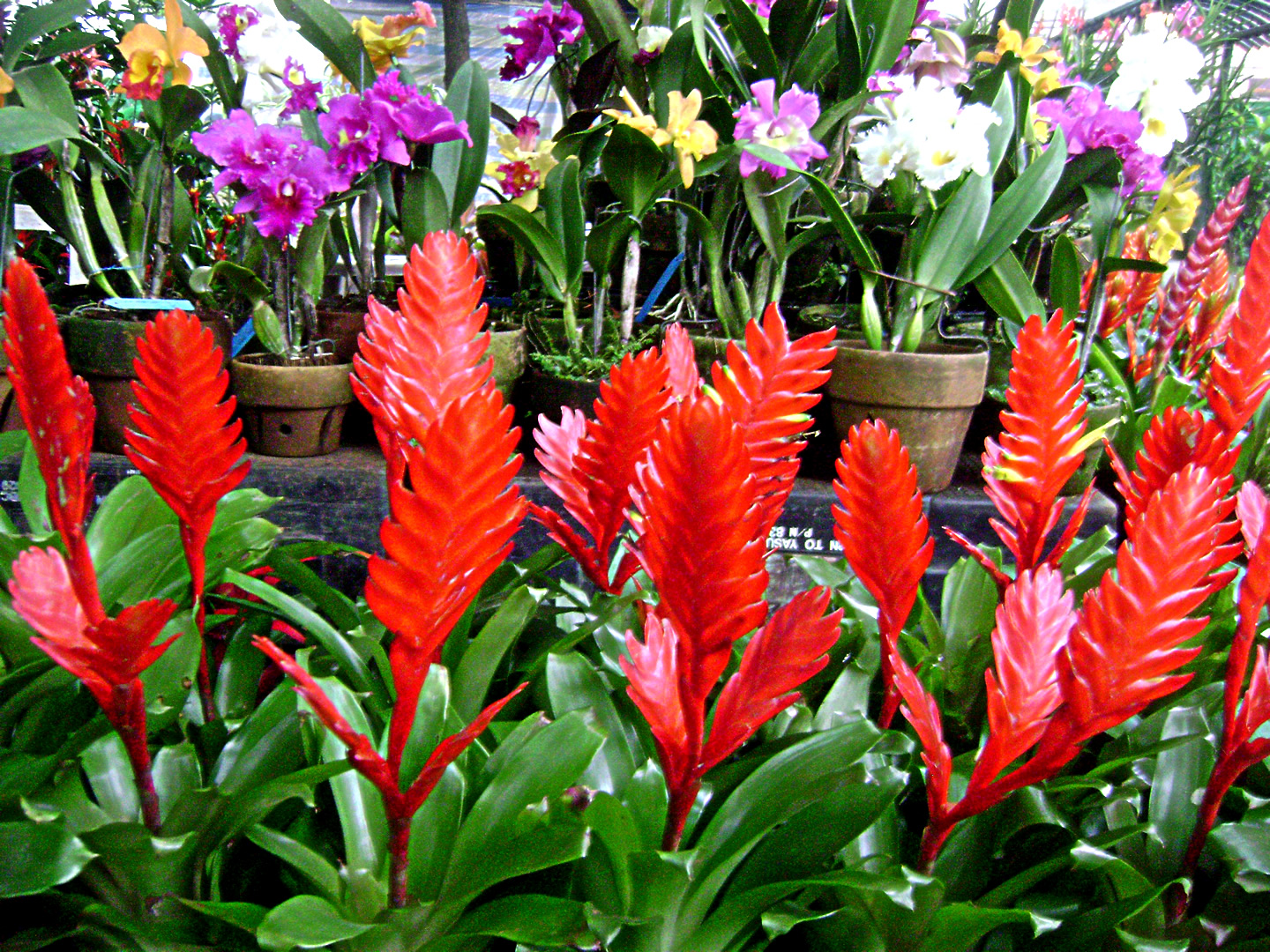 of flowers and of verses: bromeliad flaming sword