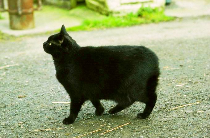Get More Than 80 Black Manx Pics - Cat Paw Interest