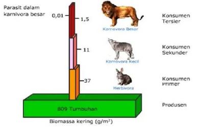Materi Piramida Ekologi dan Produktifitas Ekosistem Mapel Biologi kelas ...