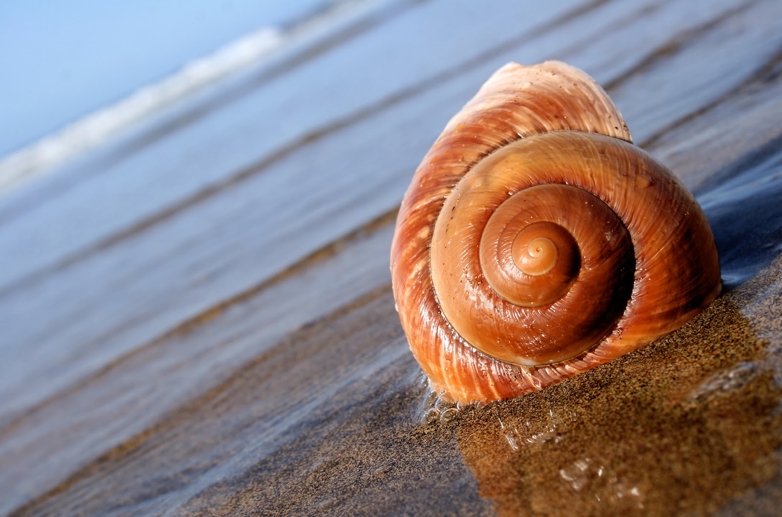 HD Beach Snails WallPapers - Wallpapers Free