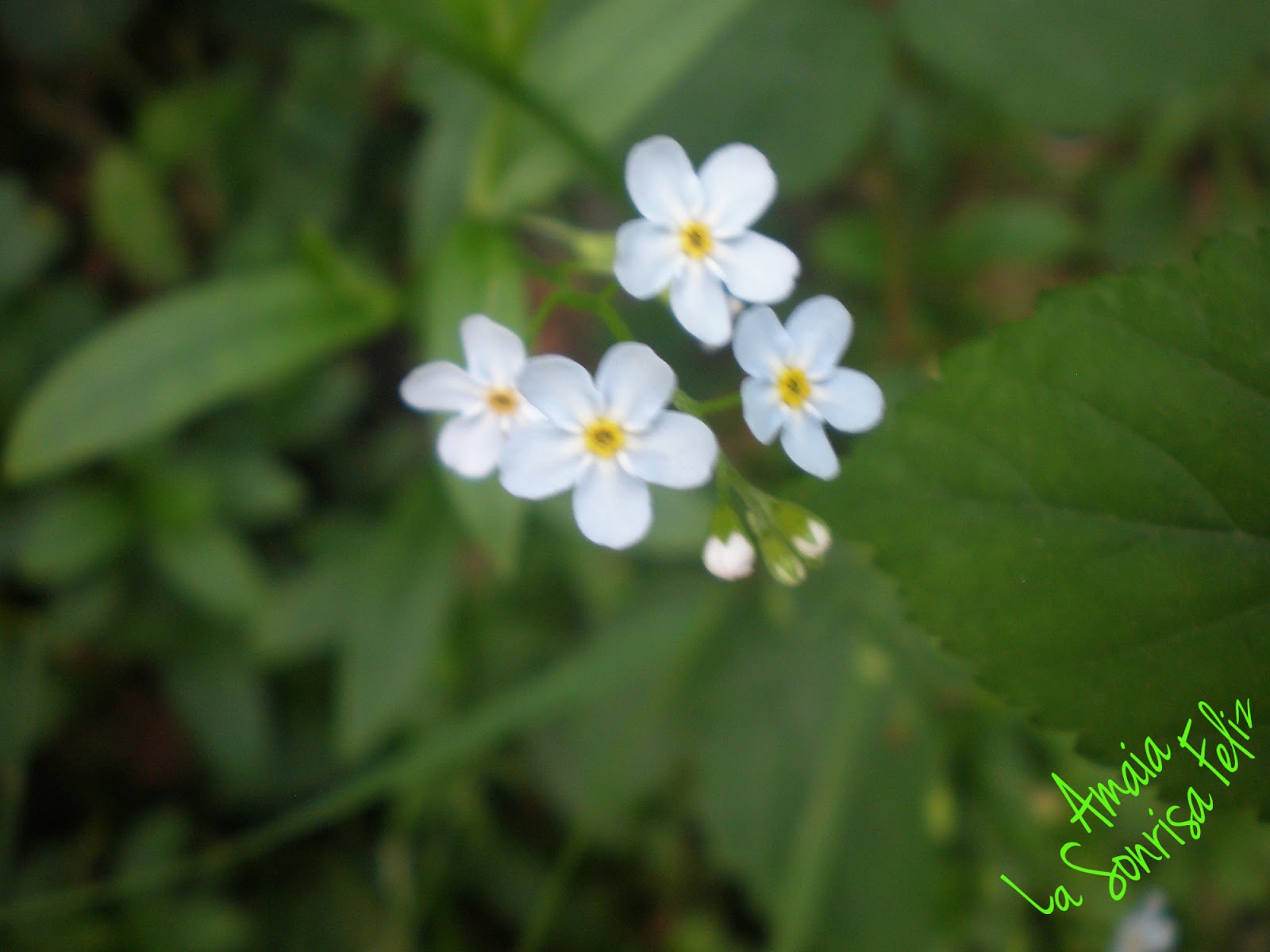 Jacinta conoce a Bartolo