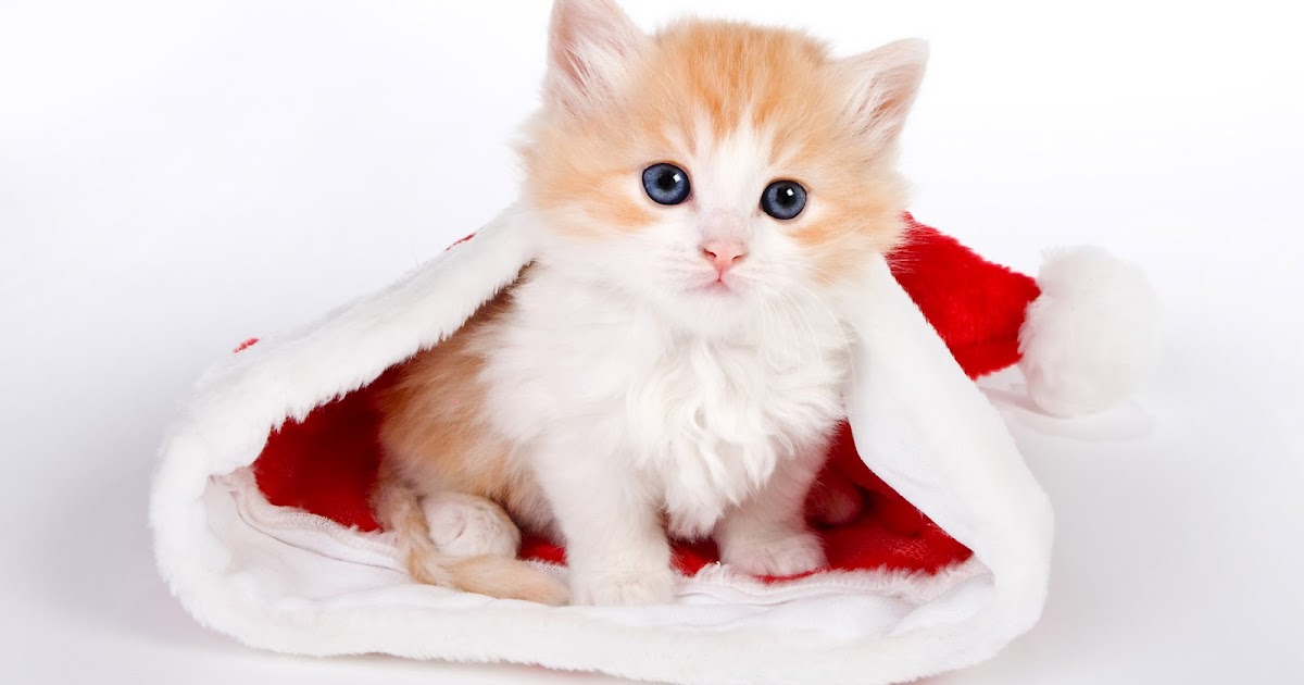 Paling Populer 15+ Wallpaper Gambar Kucing Lucu Dan Imut