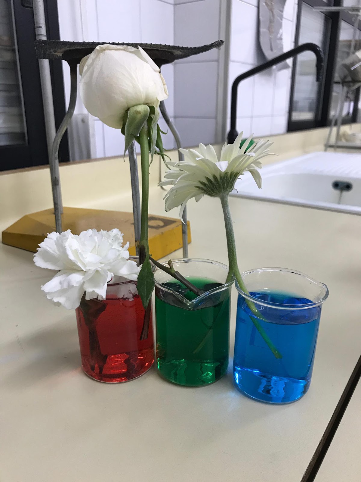 eSTEAM IES Ntra Sra de La Almudena: Capilaridad y Transpiración: VER la ...