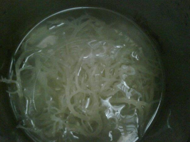 Rumput Laut Indonesia: Edible seaweed from Nunukan