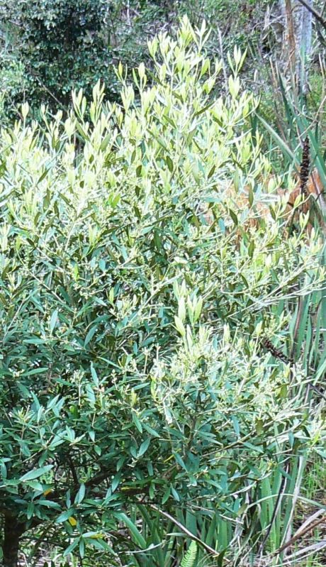 Future Plants by Randy Stewart: Olive