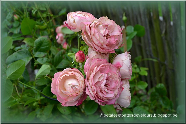 Pétales et pattes de velours: La beauté d'une rose : Acropolis