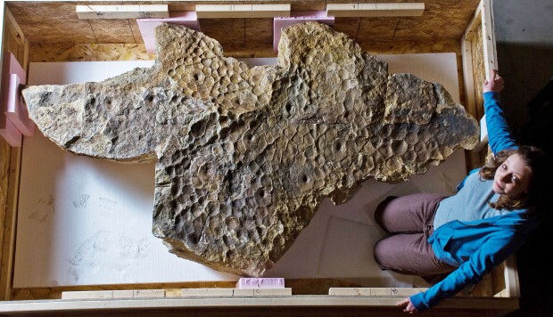 Mark P. Witton's Blog: Dinosaur scales: some thoughts for artists