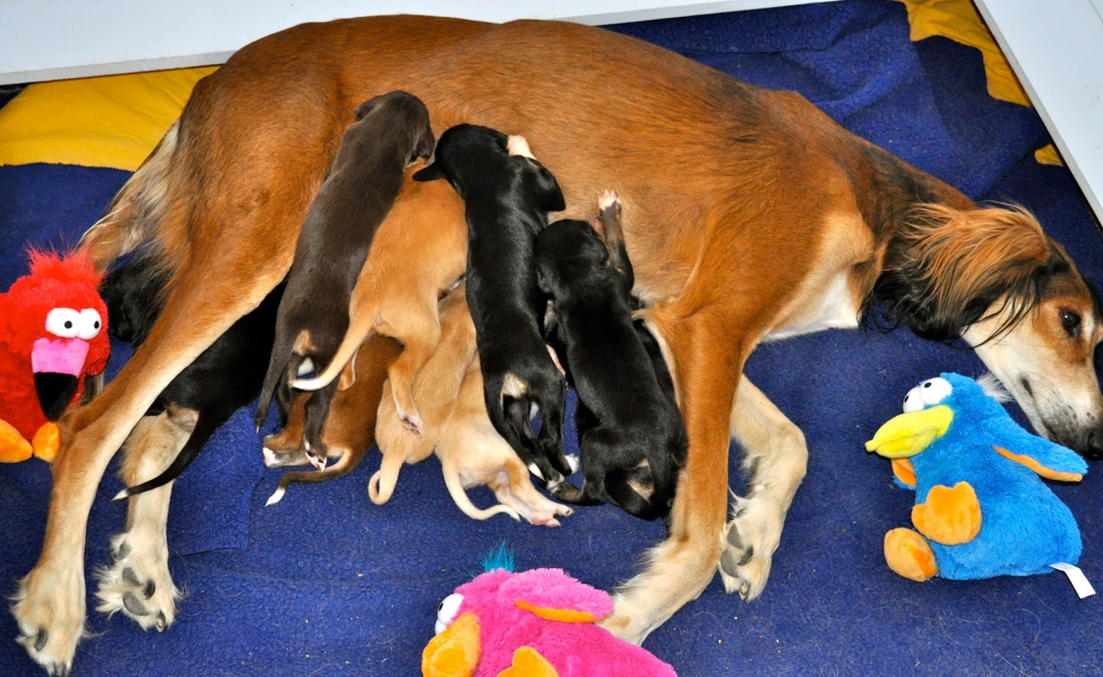 Development Of Puppy Dog Breeds ~ Dog