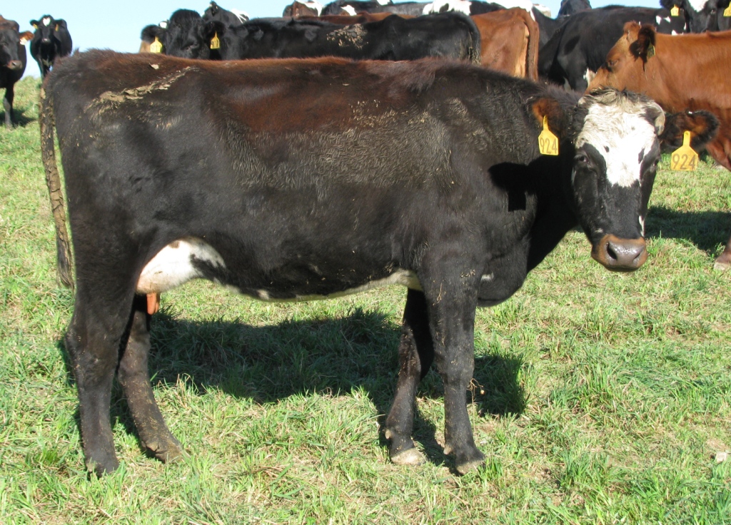 Amazing Grace Dairy: November 2012 Cows for Sale - SOLD (for the most part)