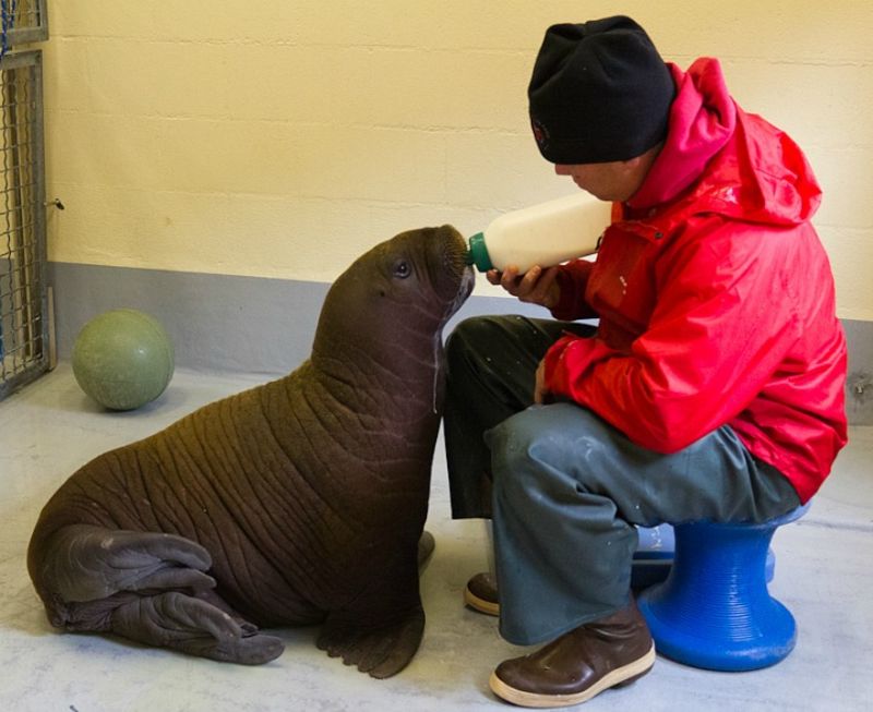 White Wolf : Baby Walrus rescued from Floating Ice Floe (Photos -Video)