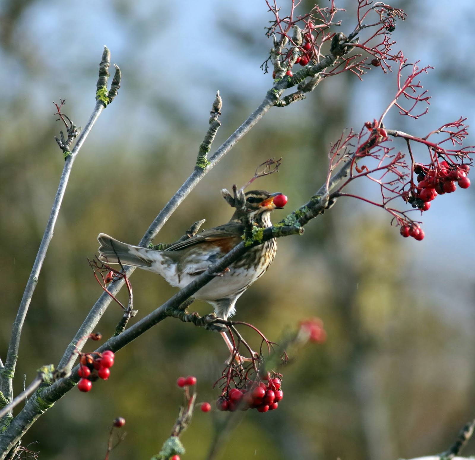 Baggins on the loose: Festive season catch up - Lower Derwent Valley ...