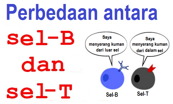 Catatan prestasi Guru Biologi: SEL LIMFOSIT B DAN SEL LIMFOSIT T