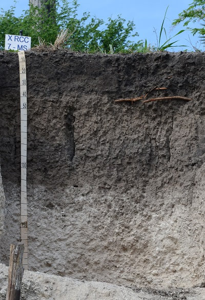 Onde as Plantas Crescem - Chernossolos