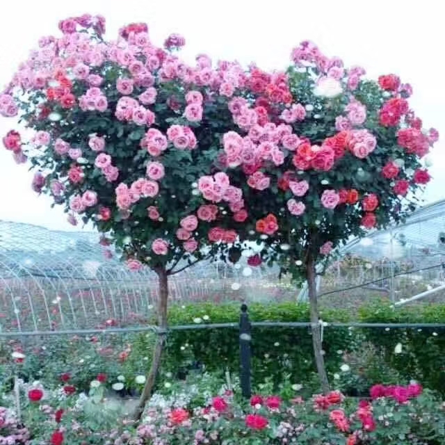 80How to photography flower 6 skills tip