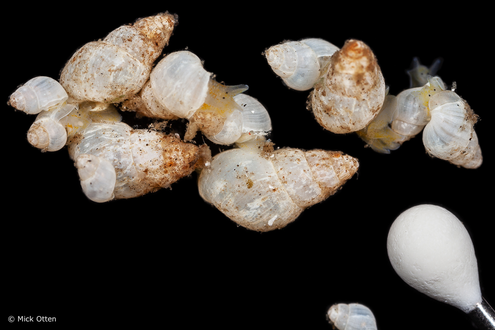 Mick's marine biology: Alive, tiny and interesting: Brachystomia ...