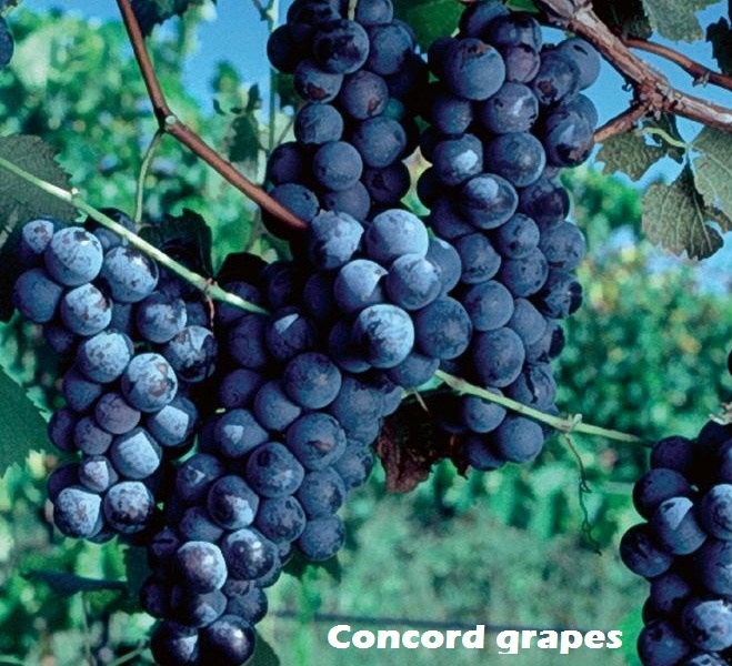 WORLD OF FRUITS: Concord grapes: Vitis labrusca