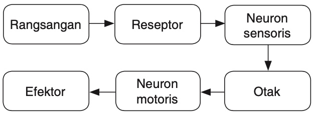 Bagaimana mekanisme terjadinya gerak refleks dan gerak biasa? - Mas Dayat
