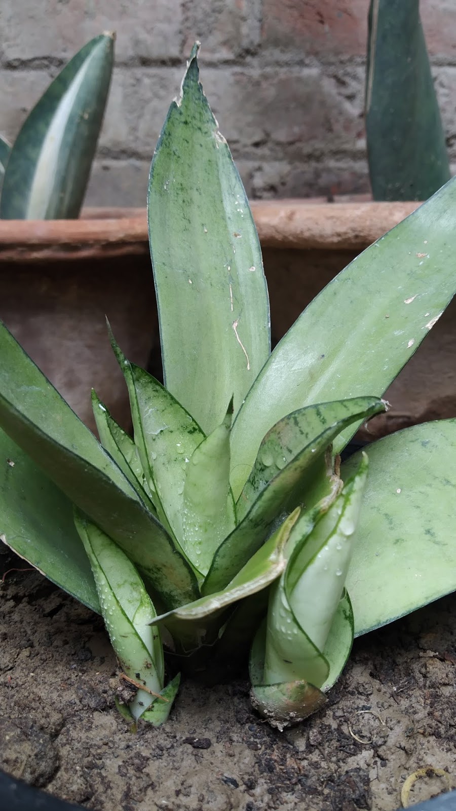 Sansevieria | My Collection | Houseplants | www.houseplants.co.in