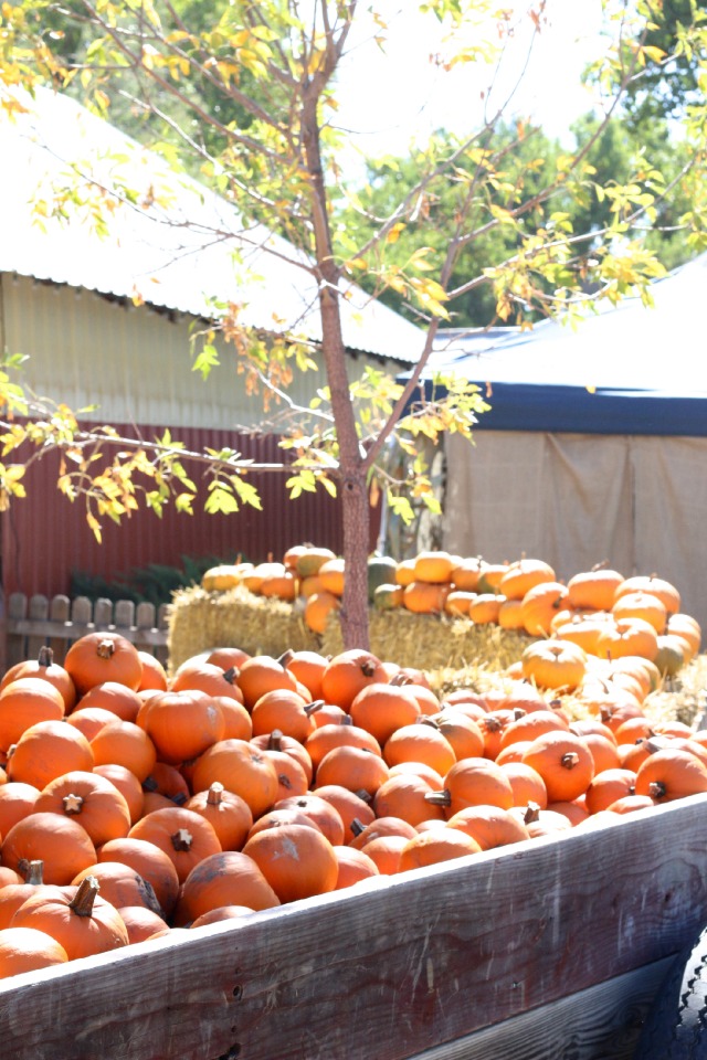 osborn farm + check marks on our fall bucket list