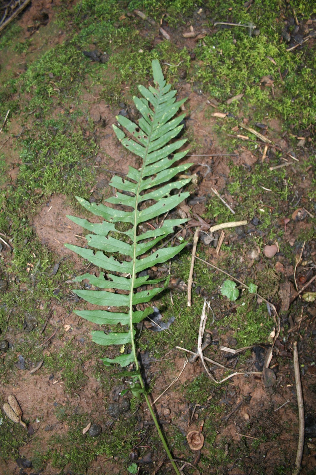 Filnore Woods Blog: Fern learning: Lesson 2