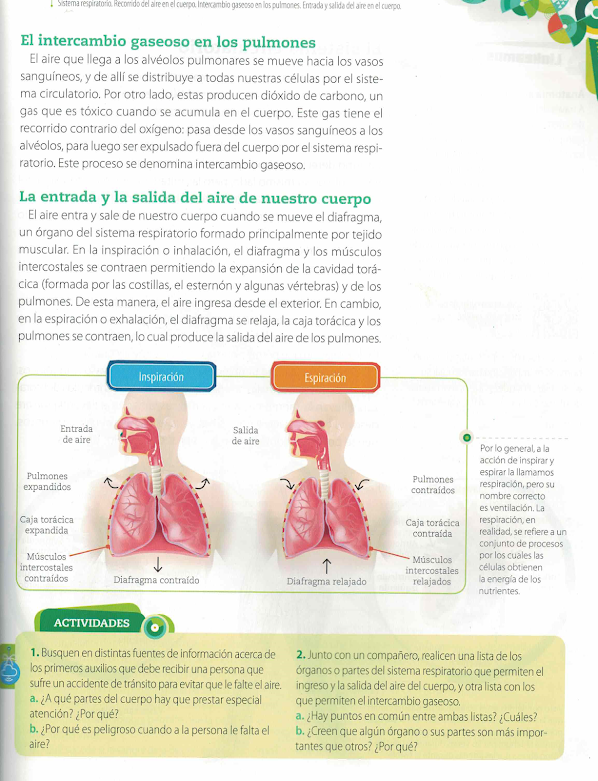 APRENDIENDO JUNTOS 5TO GRADO: CN 10 - 14/09 - Sistema respiratorio.