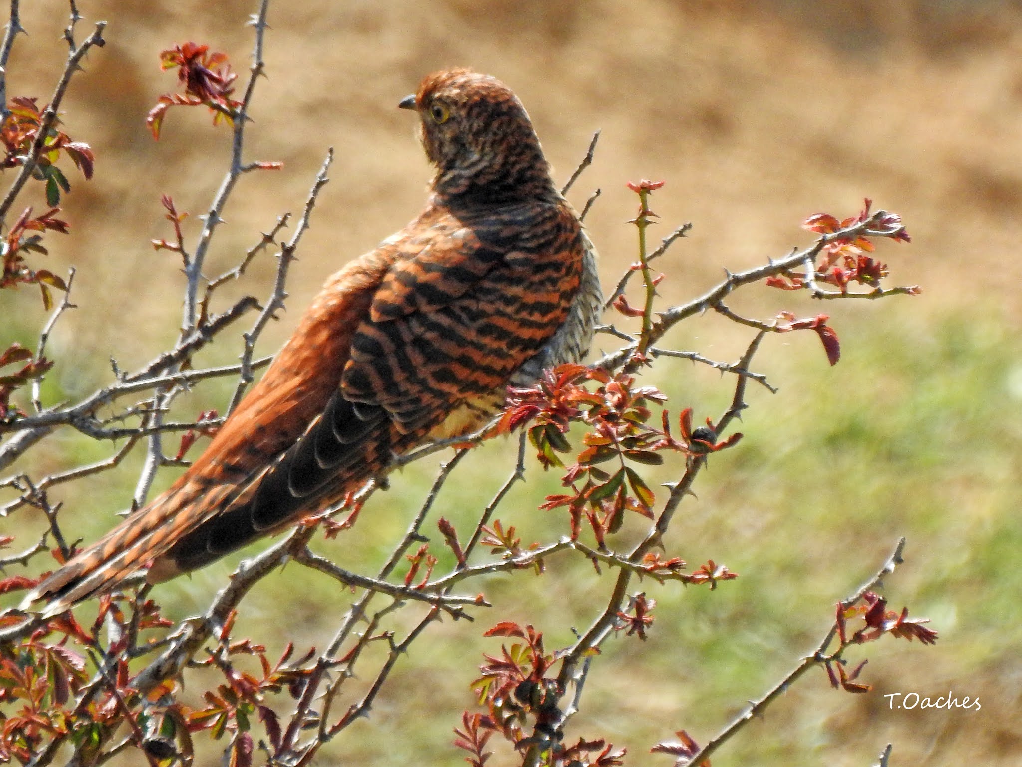 PASARI DIN ROMANIA: CUCUL (1), Cuculus canorus