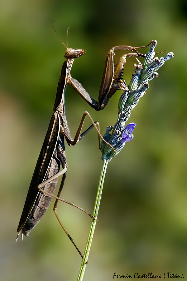 ASILVESTRAO: MANTIS RELIGIOSA