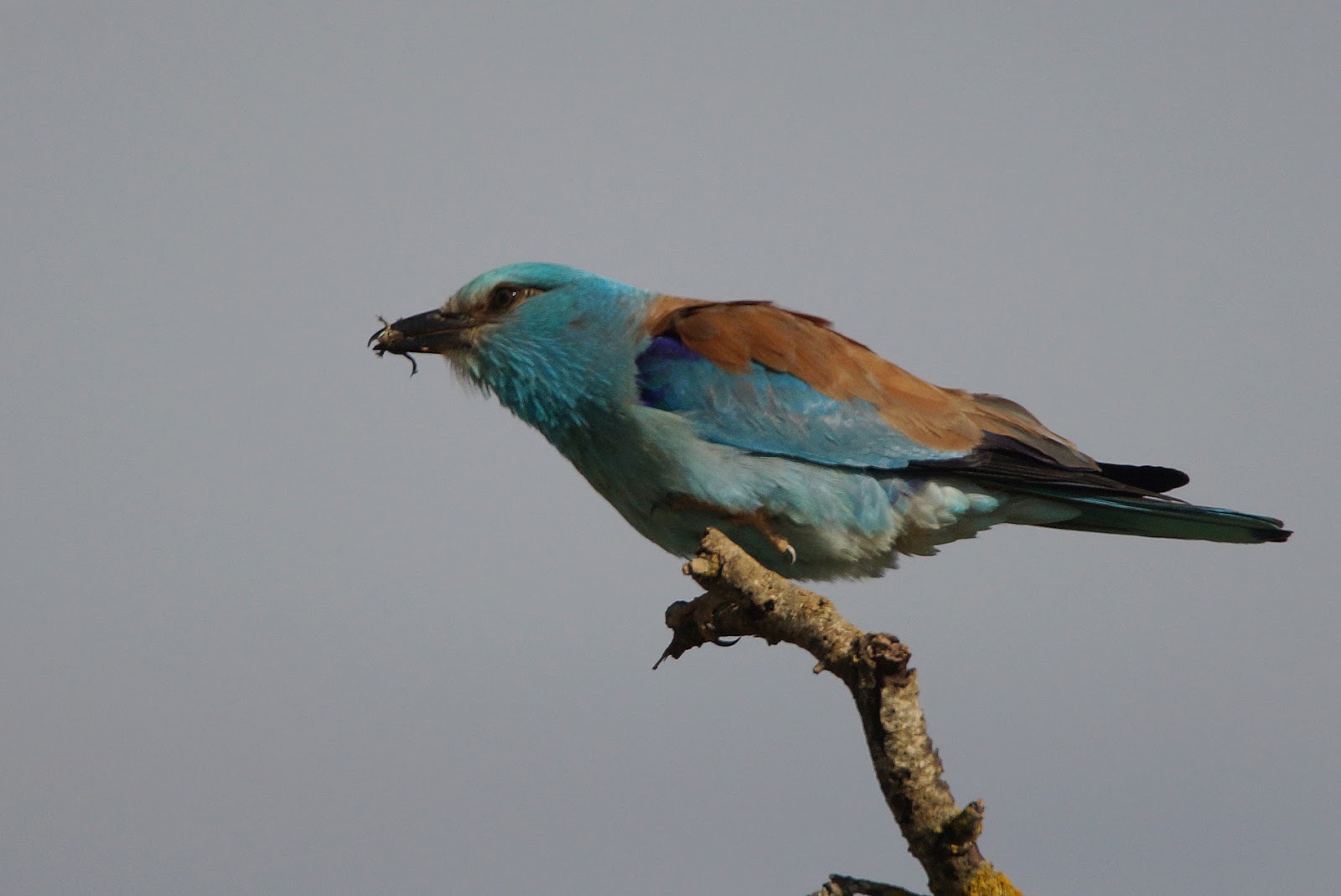 Pasión por las aves: Carraca europea.(Coracia garrulus)