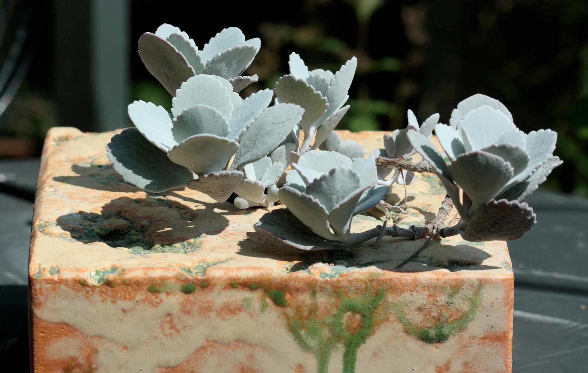 Kalanchoe pumila - Flower dust plant care and culture | Travaldo's blog