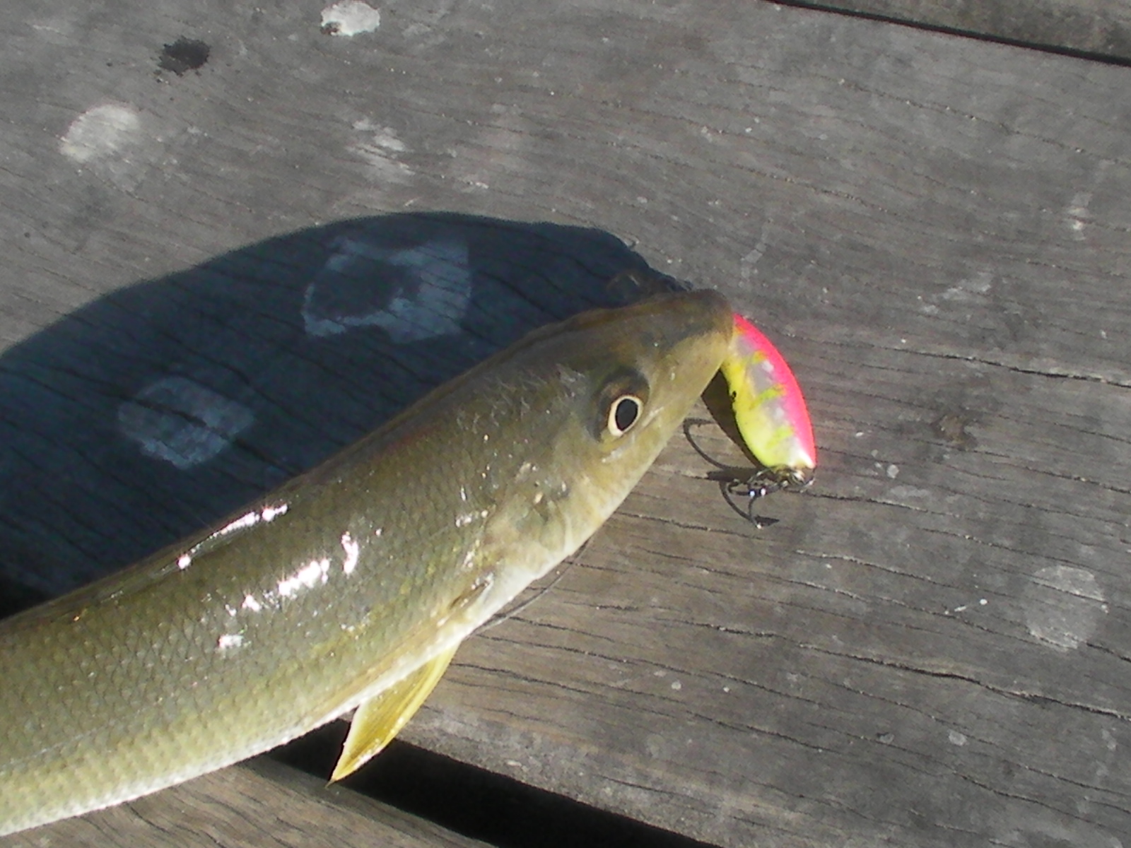 Fishing Lures For Whiting at Julian Lentini blog