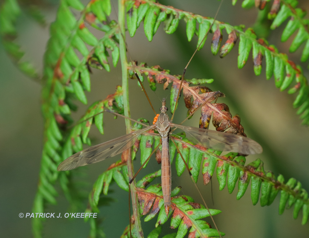 Raw Birds: MARSH CRANEFLY (Tipula oleracea) female infected with Orange ...