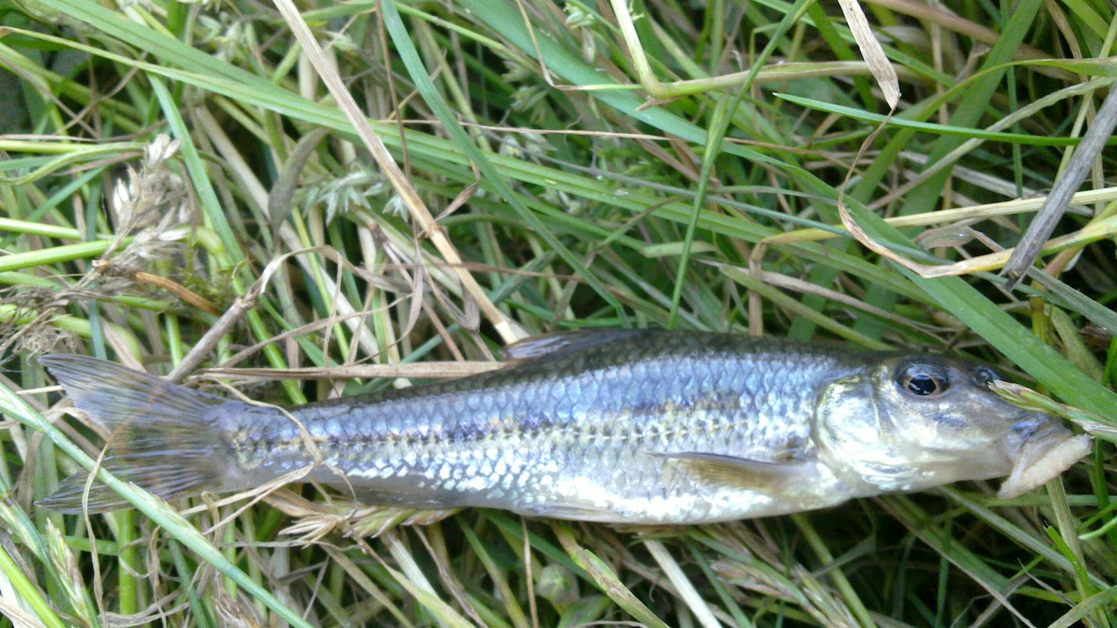 I Am Therefore I Fish: 19/07/2012 - Eliburn