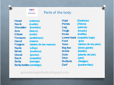 Partes del Cuerpo en Inglés - Body Parts - English Lesson # 8