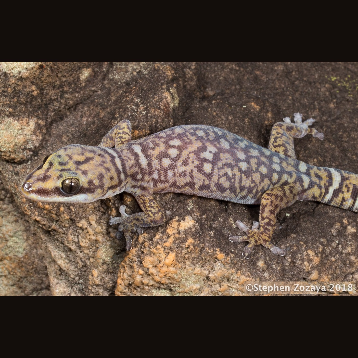 Species New to Science: [Herpetology • 2019] Oedura elegans, O. picta ...