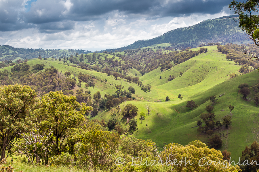 Geriatric Gapper: Upper Hunter Valley, NSW, Australia