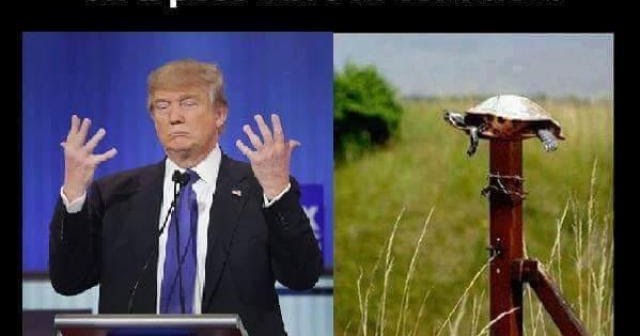 Duckbutt: Donald Trump and a Turtle on a Post