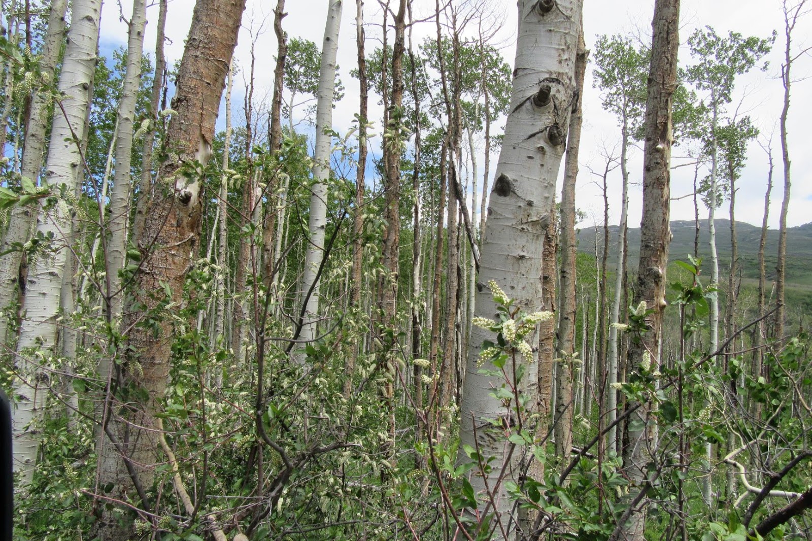 Mother Nature's Montrose Garden: Plant of the Month (June) : Western ...