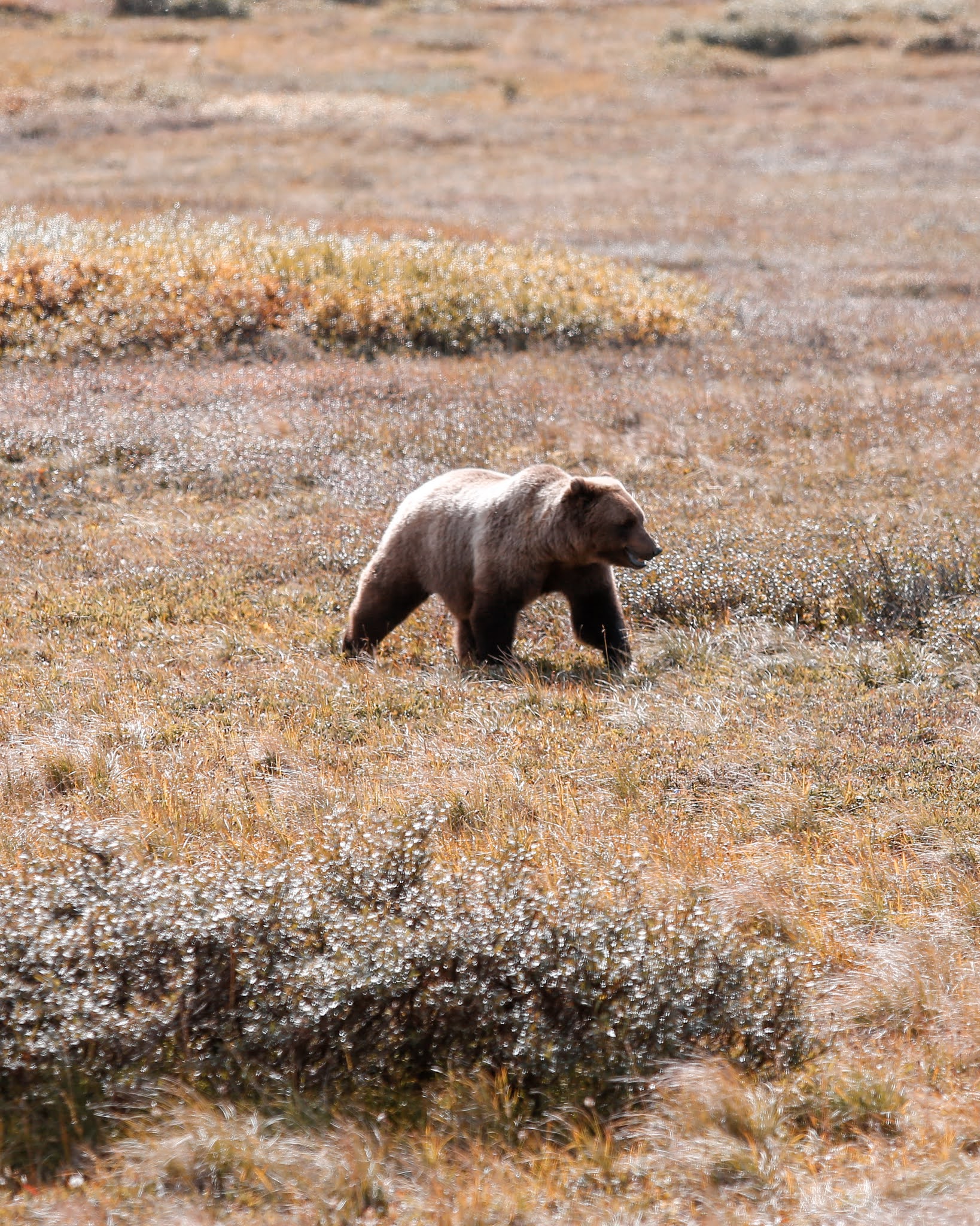 Denali National Park Travel Guide | Tundra Wilderness Tour Review ...