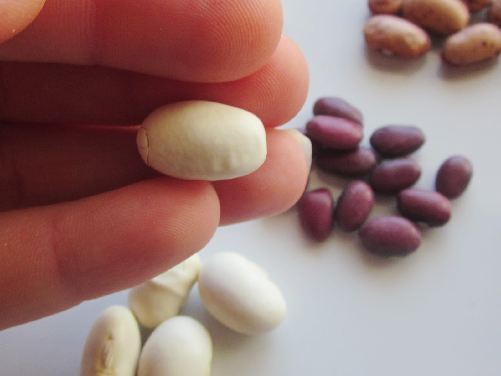 Chef Tess Bakeresse: How You Bean?! Dove Creek, Colorado Rocks!