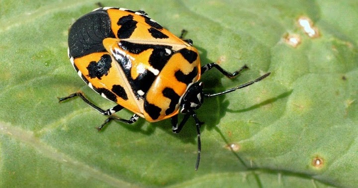 Bagaimana Serangga Tumbuh dan Berkembang? | Belajar Sampai Mati