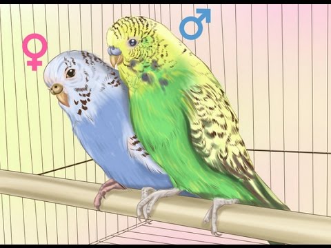 Great Budgie Care Made Easy : A Complete Guide For Caring For Your ...