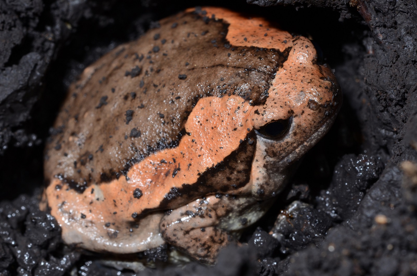 Real Monstrosities: Banded Bull Frog