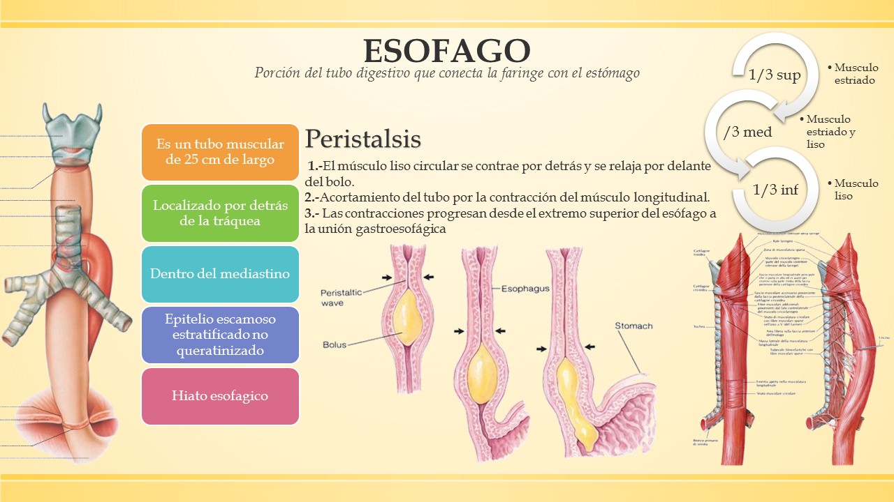 Blog de Evidencias de Fisiología Médica: BOCA-ESÓFAGO-ESTOMAGO
