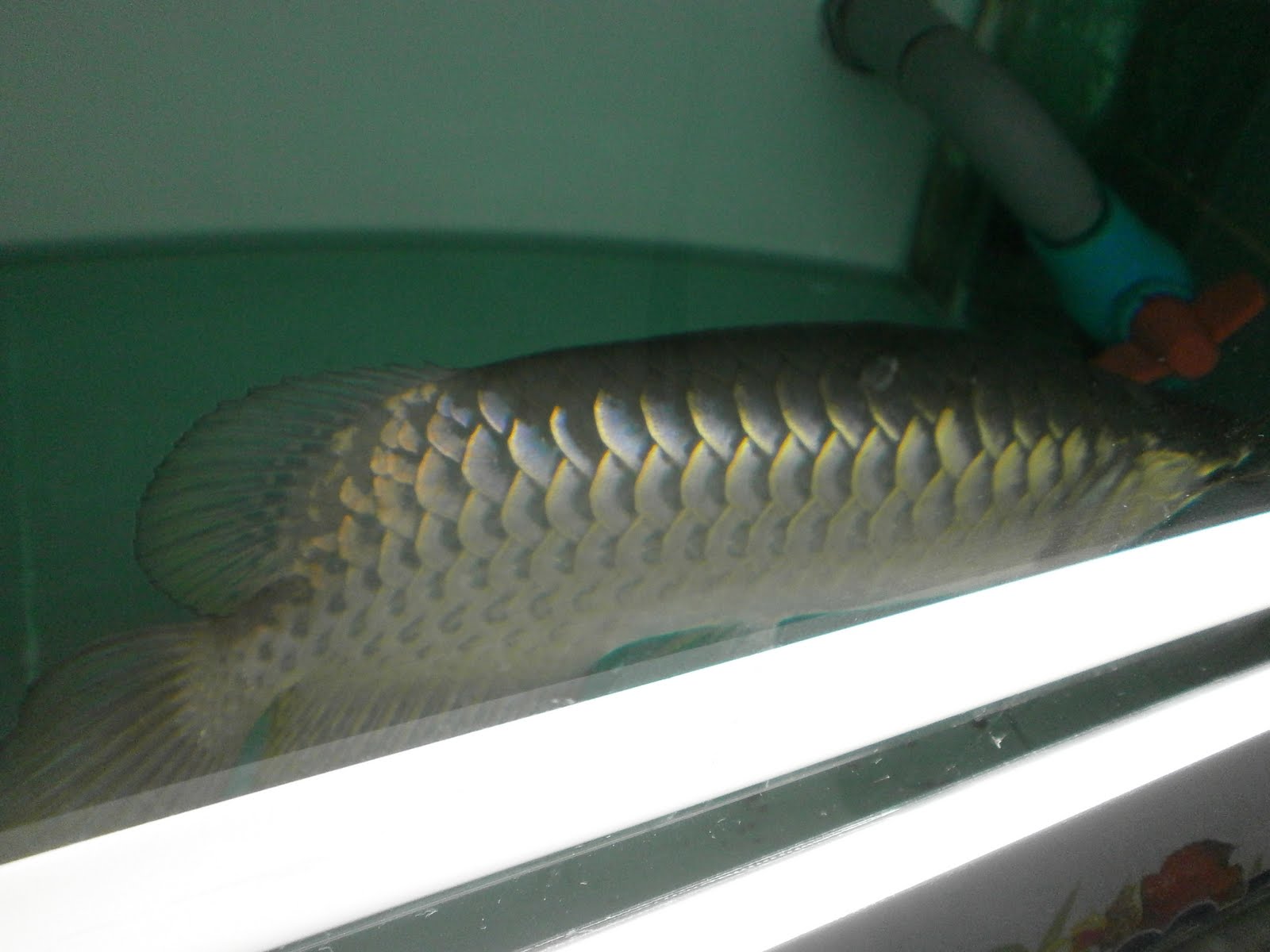 ORNA@AROWANA: Super High Back Golden Arowana for sale