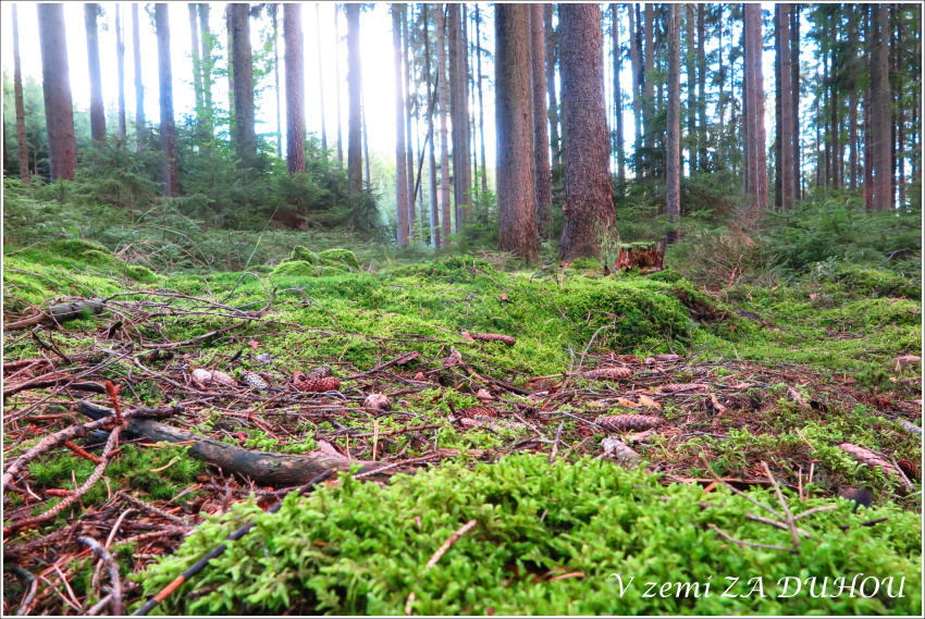 V zemi ZA DUHOU...: Poetika v lese... aneb mech všude, kam se podíváš